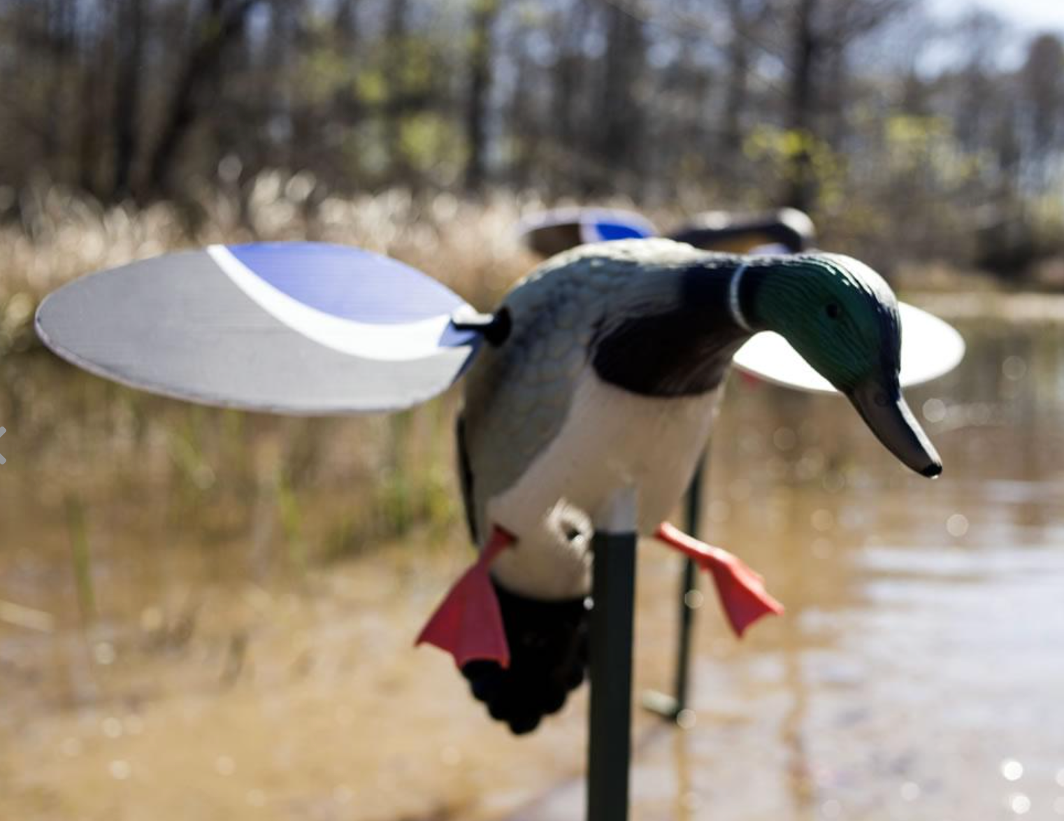 Baby MOJO (Drake) | Southern Outfitters